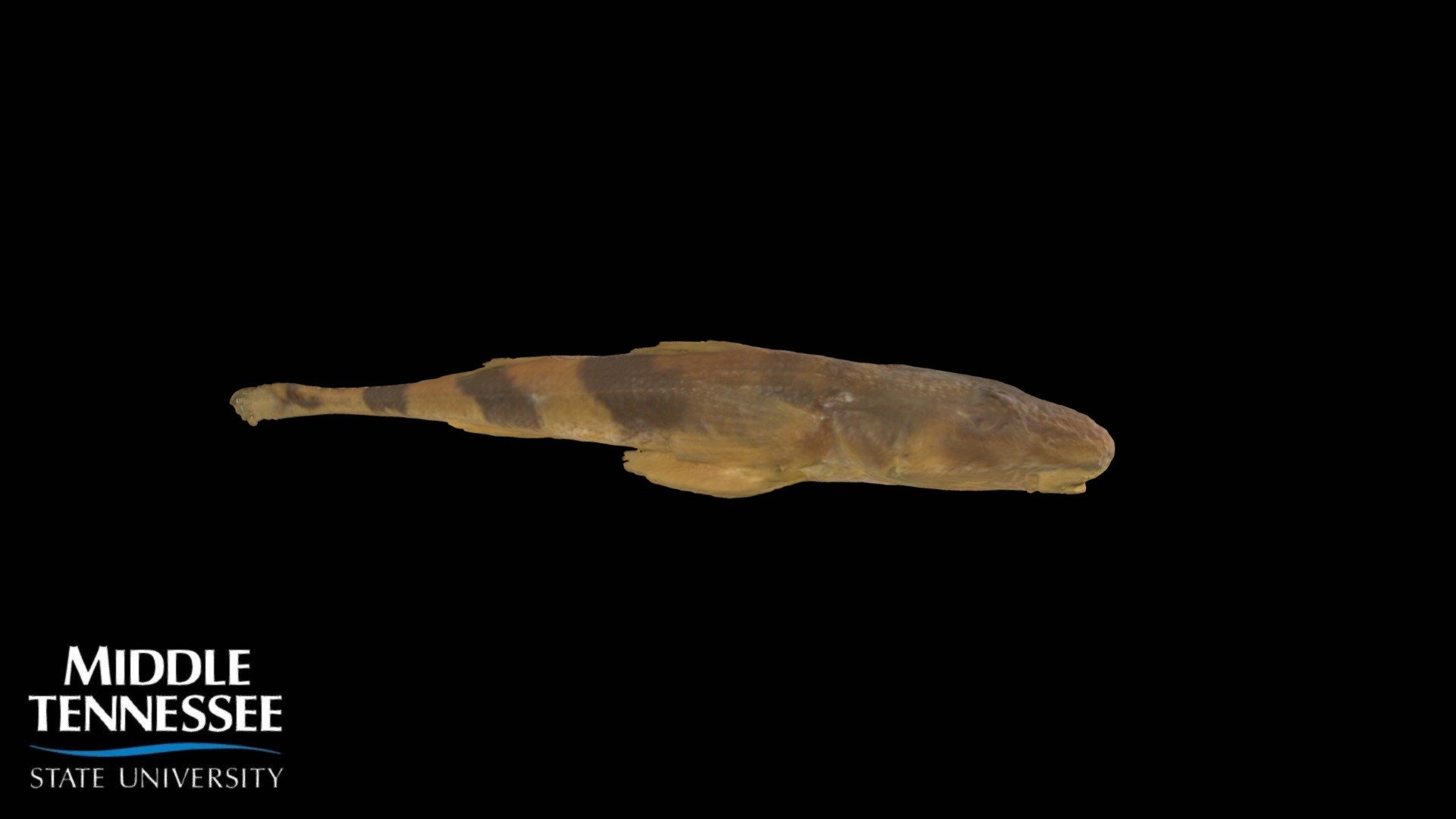 Danube Streber - Zingel streber - Download Free 3D model by ...