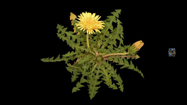 Flower 3D models - Sketchfab