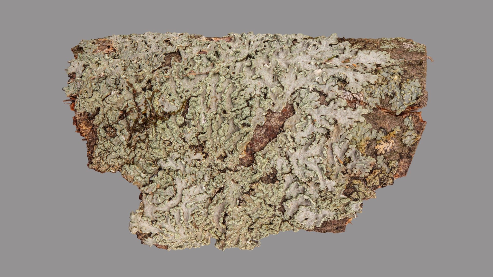 Polyblastidium albicans - 3D model by VirNat [1cbfcd3] - Sketchfab