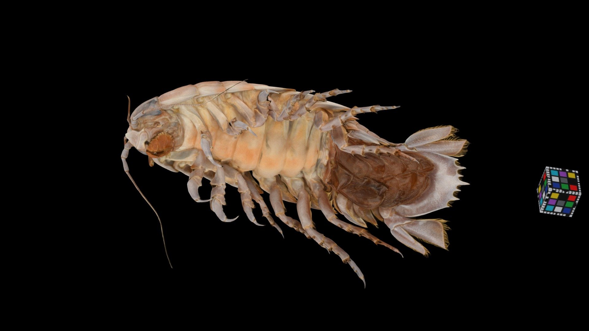 オオグソクムシ Giant Isopod, Bathynomus doederleinii - Download Free 3D model ...