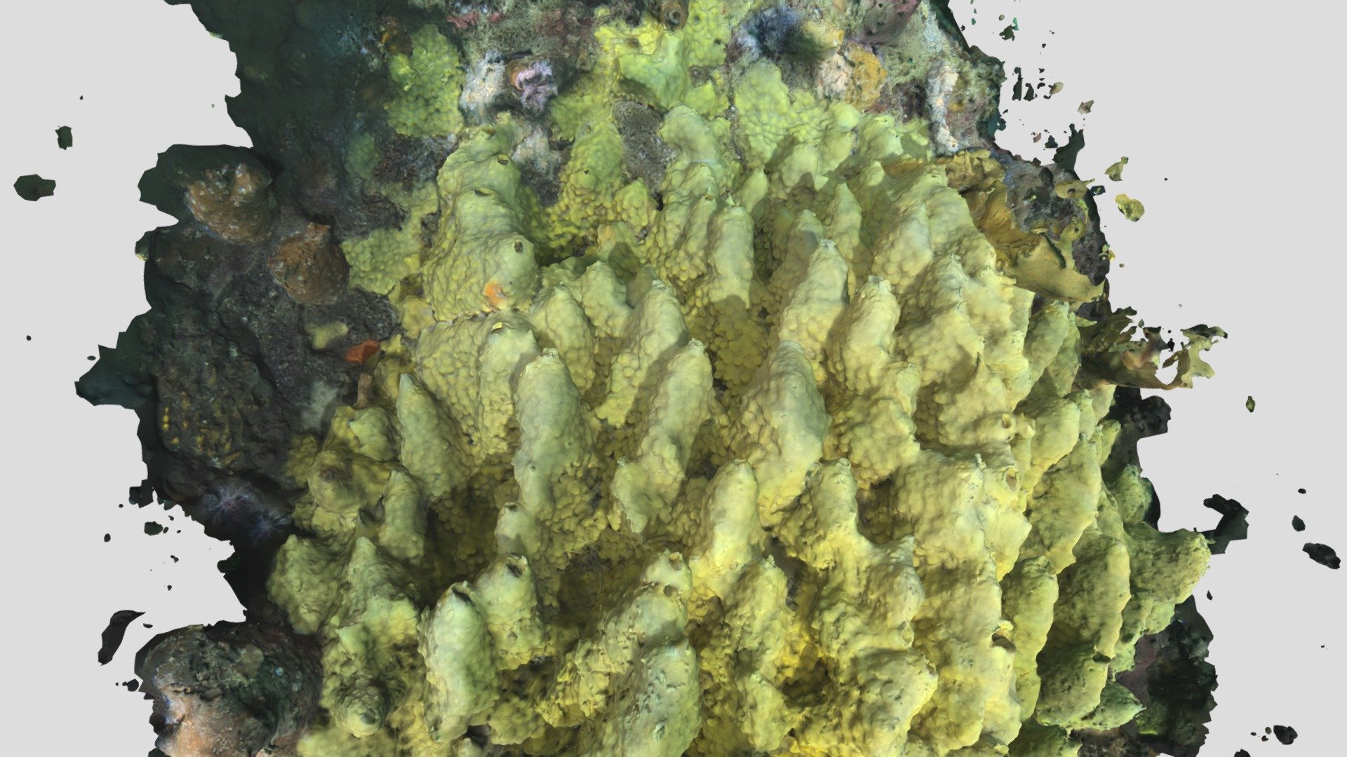 Mycale acerata sponge colony #2 - 3D model by Piotr Balazy (@balazy ...