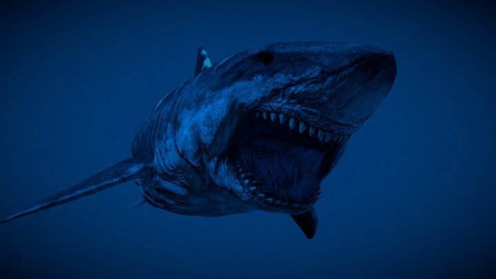 Megalodon 3D models - Sketchfab