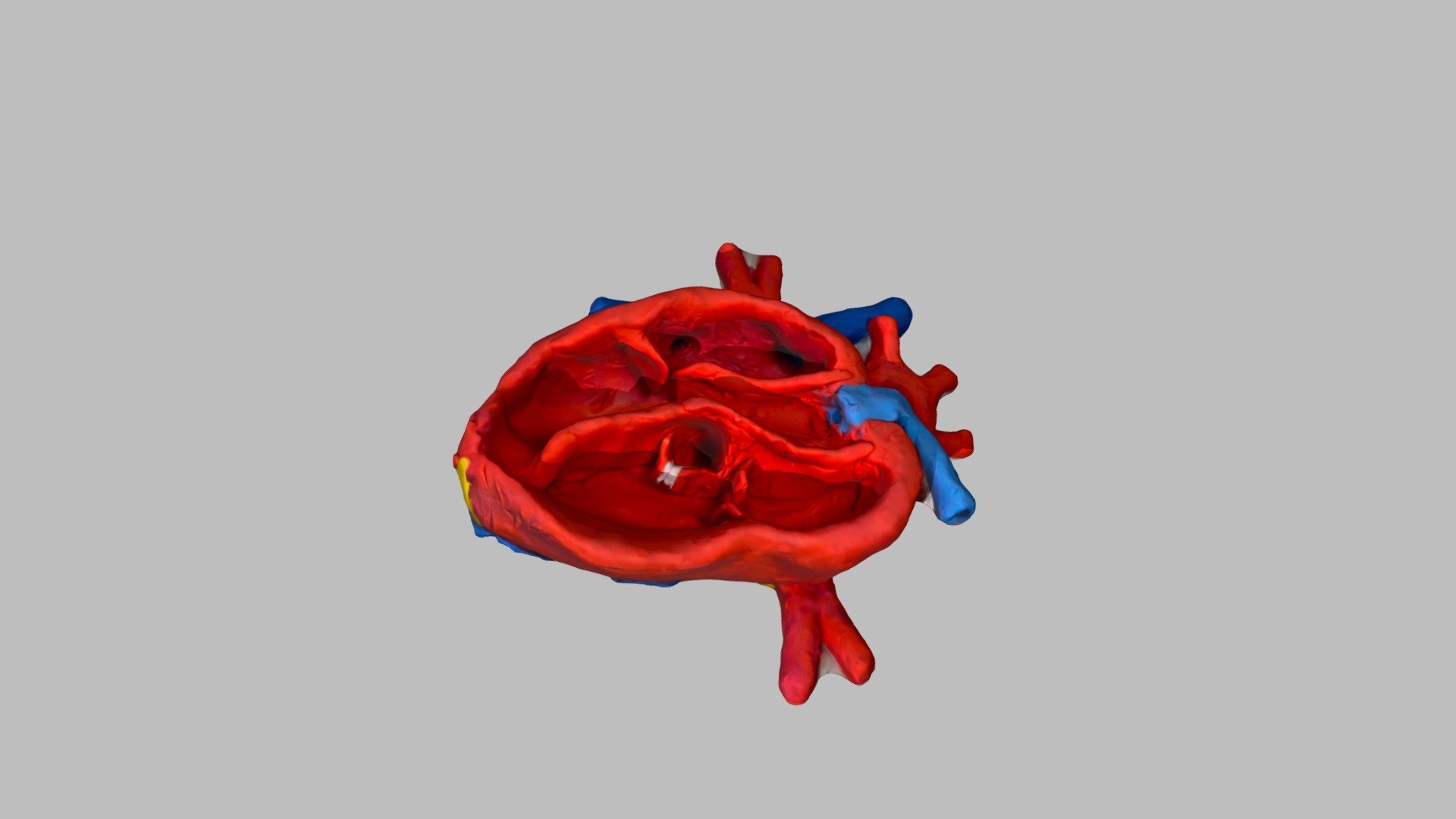 Heart_model_270223 - 3D model by Aleexpress [1cd6cb0] - Sketchfab