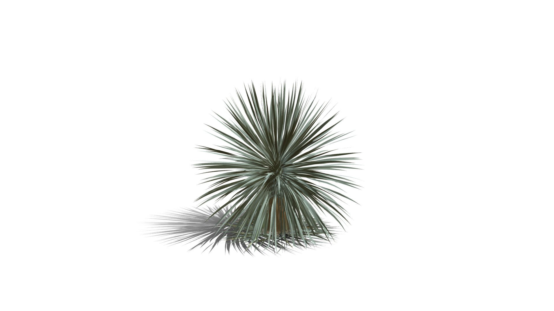 Realistic HD Beaked yucca (17/30) - Download Free 3D model by ...