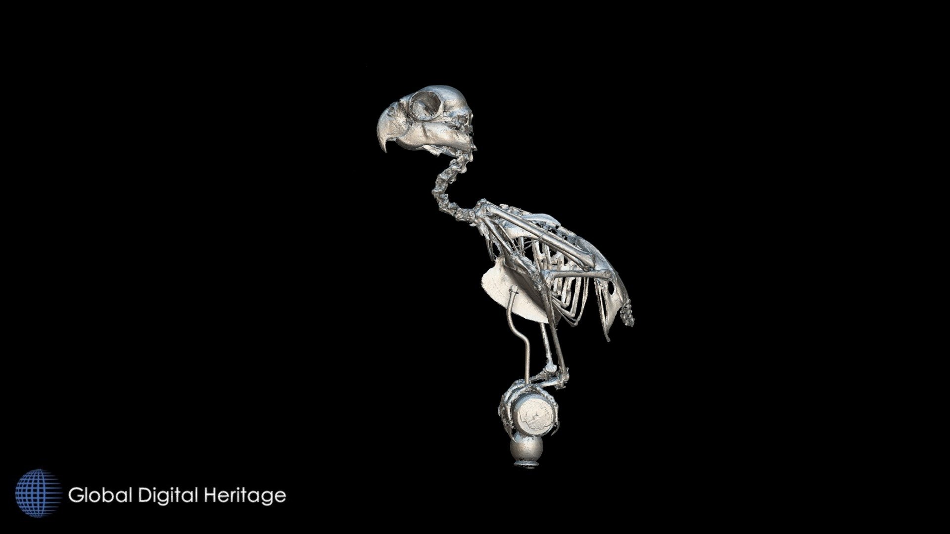 Mounted Parrot Skeleton - Download Free 3D model by Global Digital ...