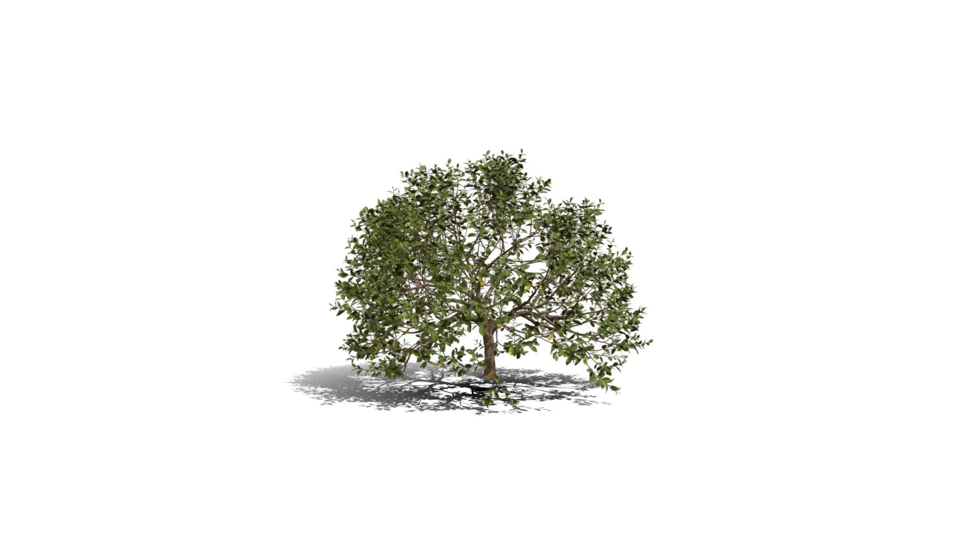 Realistic HD Lemon tree (28/30) - Download Free 3D model by ...