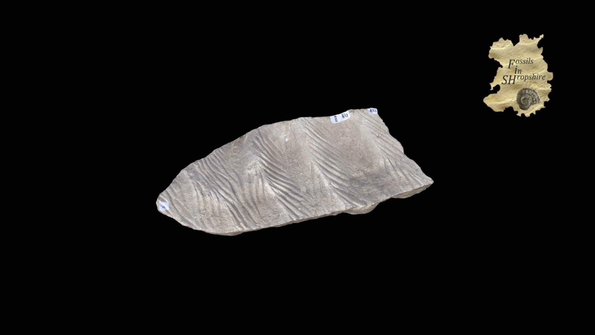 Ripple marks in Sandstone - Download Free 3D model by Fossils in ...