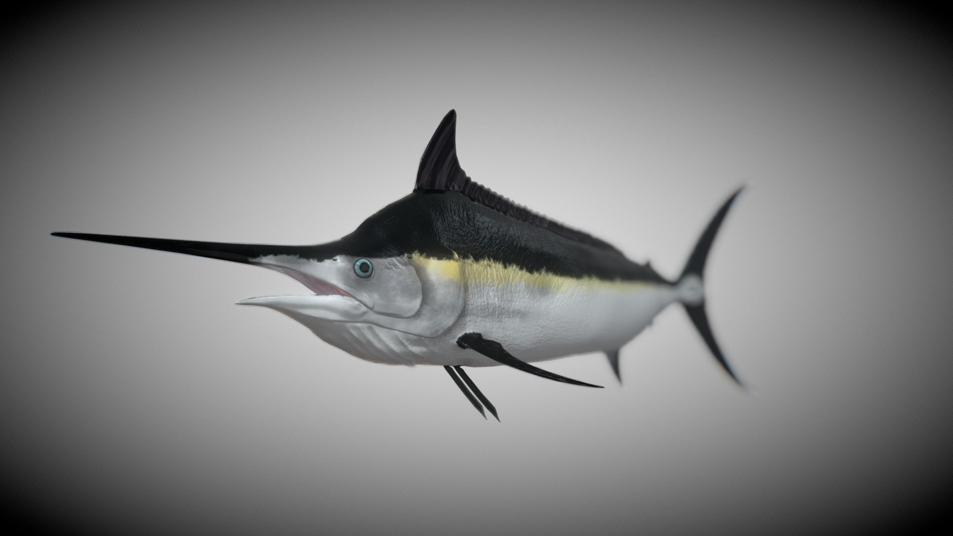 Black Marlin - 3D model by Major (@majorgalah) [1cf138a] - Sketchfab