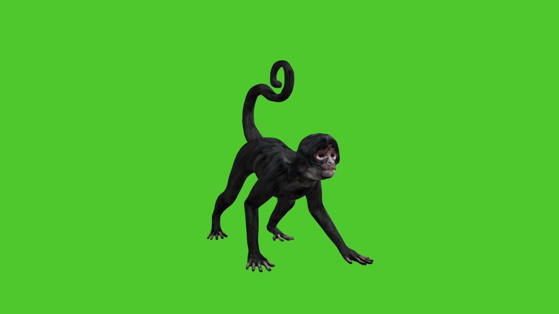 monkey_free_3d_model - Download Free 3D model by tech.service.allwe ...