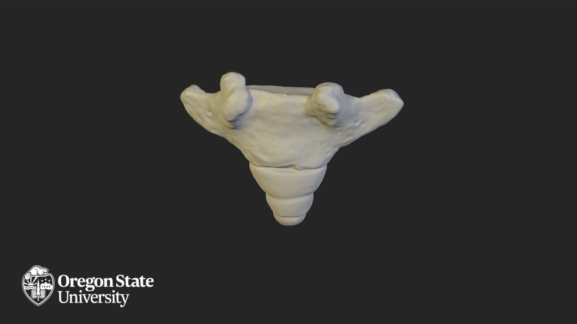 Coccyx - Download Free 3D model by Oregon State University | Ecampus ...