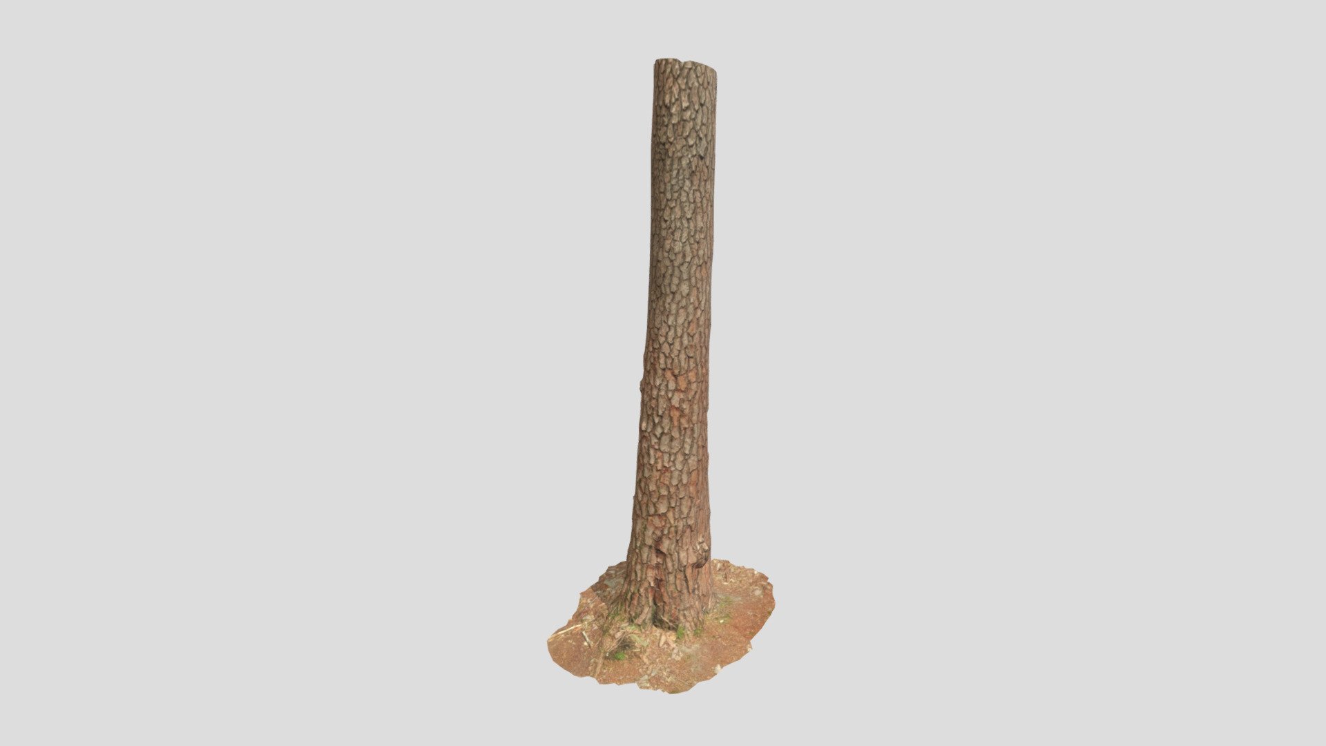 Pine Tree Trunk Roots Processed Scans Forest - Buy Royalty Free 3D ...