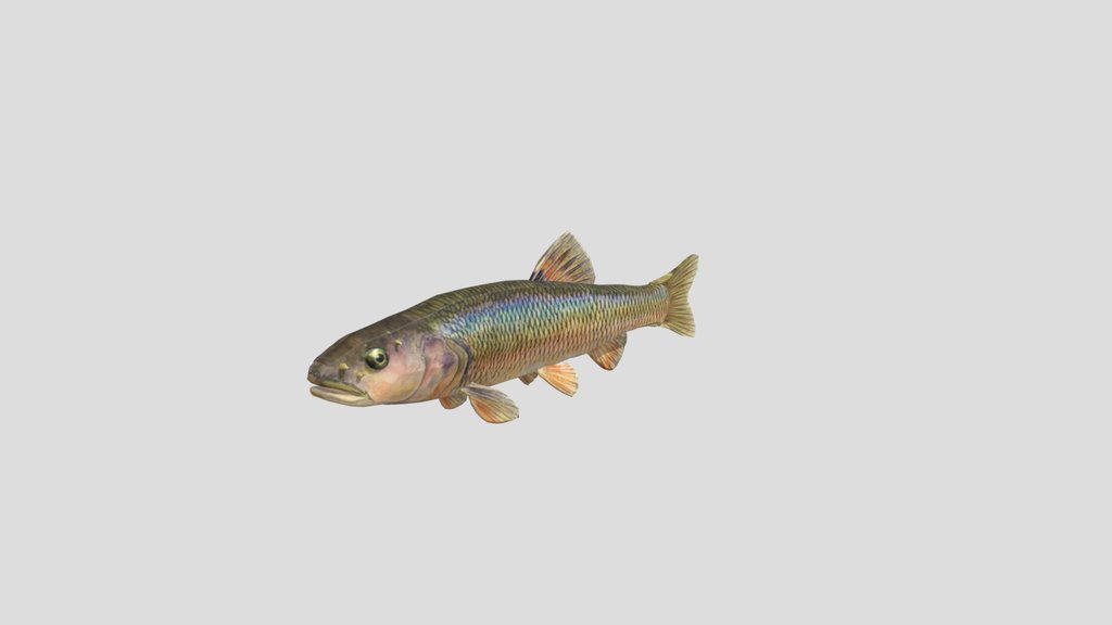 fish - A 3D model collection by lafacube - Sketchfab