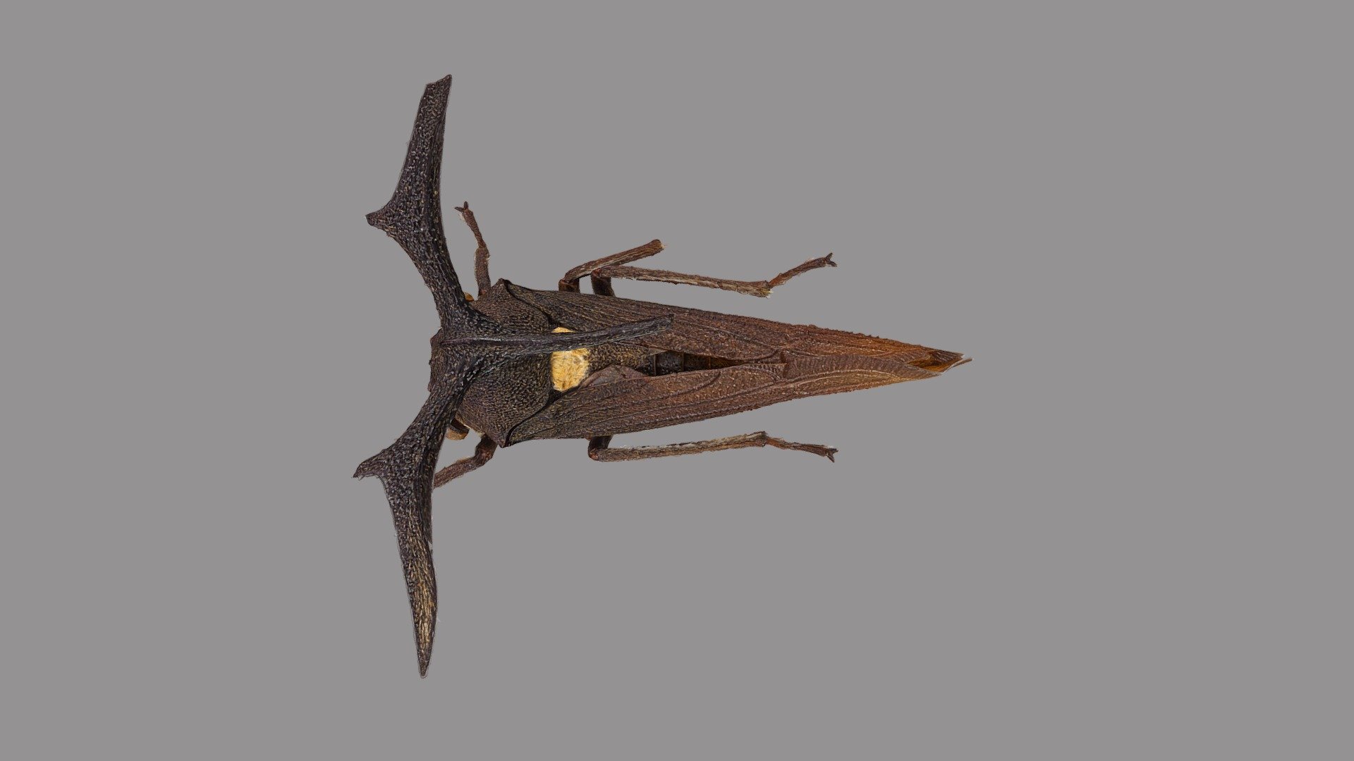 Elaphiceps sp - 3D model by VirNat [1d01bd6] - Sketchfab