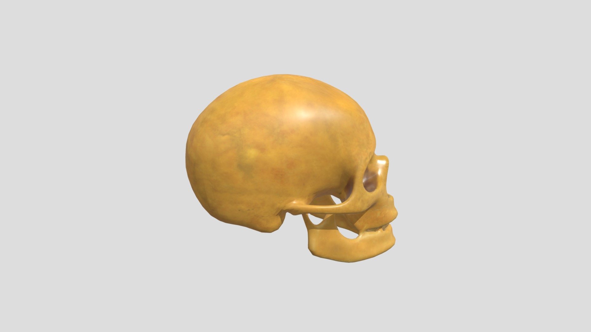 Low Skull (downloadable) - Download Free 3D model by MadInModels ...