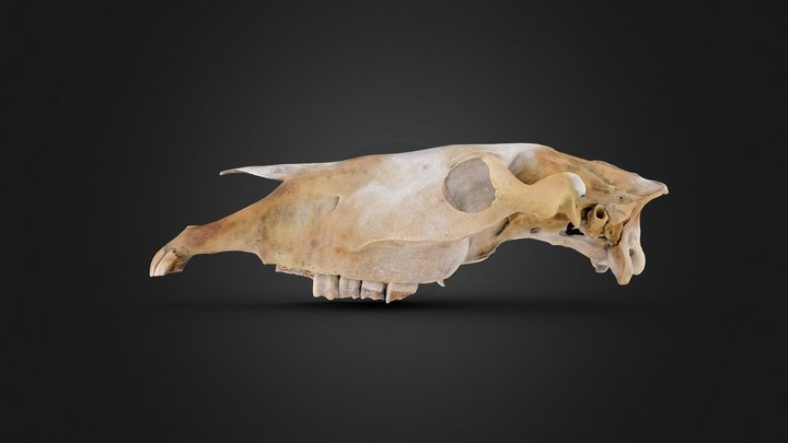 Donkey-skull 3D models - Sketchfab