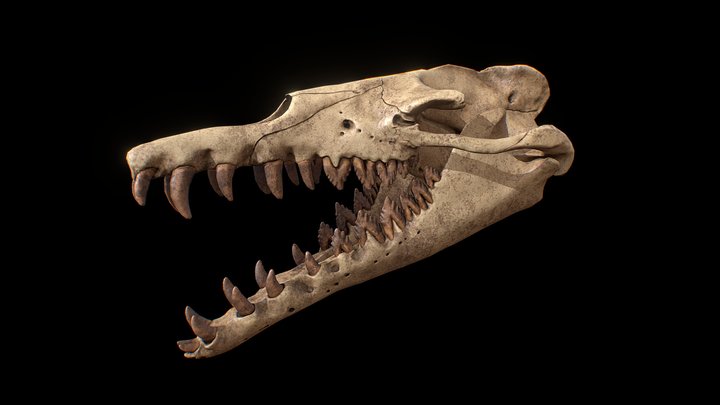 Paleontology 3D models - Sketchfab