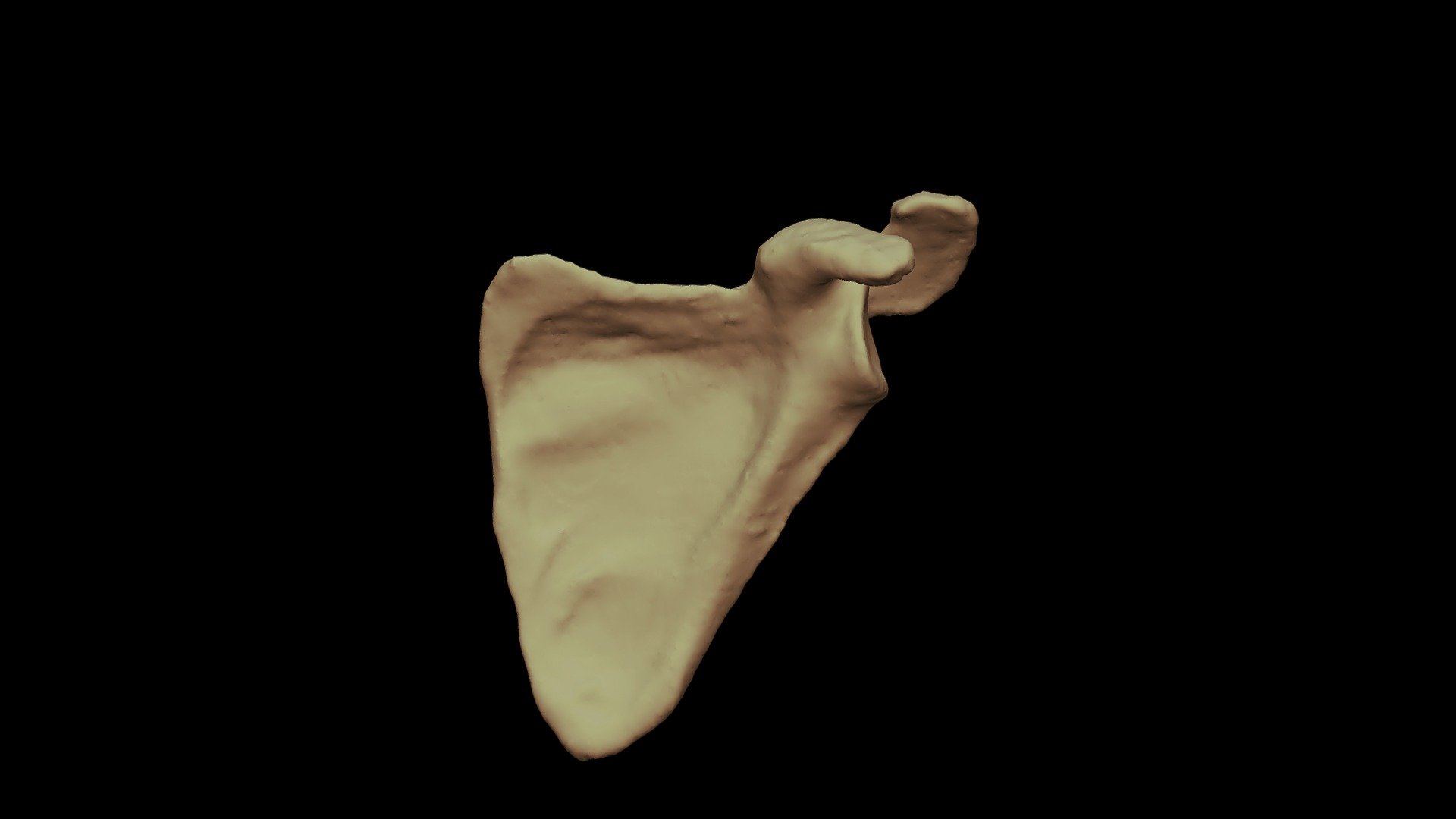 Scapula (avec labels) - 3D model by Prof. Serge VAN SINT JAN - Univ ...