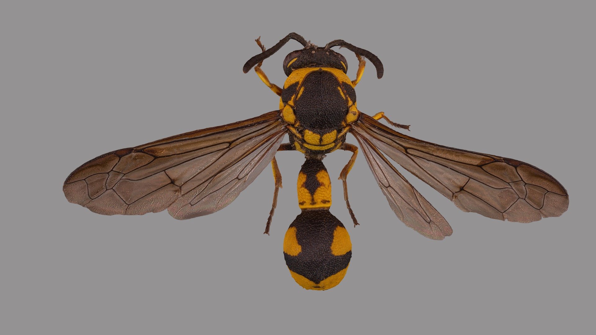 Eumenes sp2 - 3D model by VirNat [1d1e36c] - Sketchfab