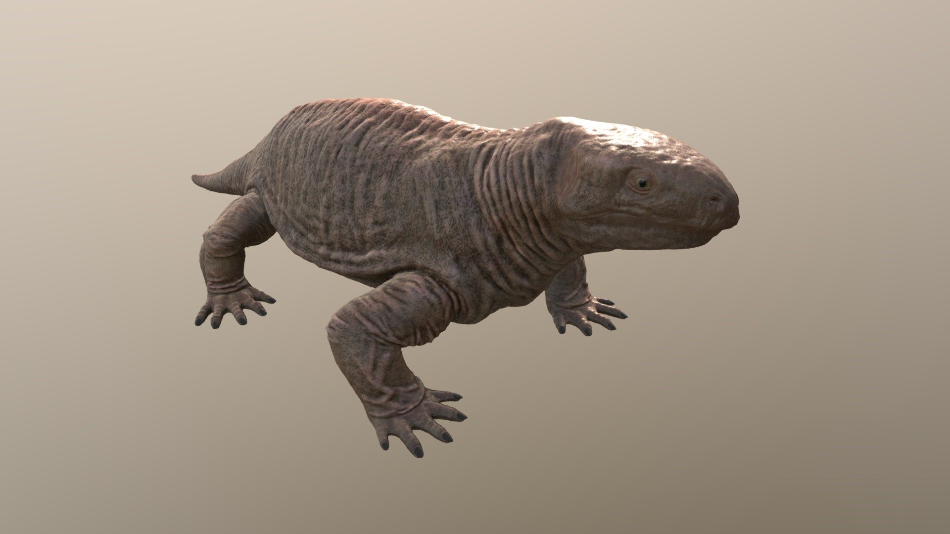 Diadectes sideropelicus - 3D model by anthodon [1d20791] - Sketchfab