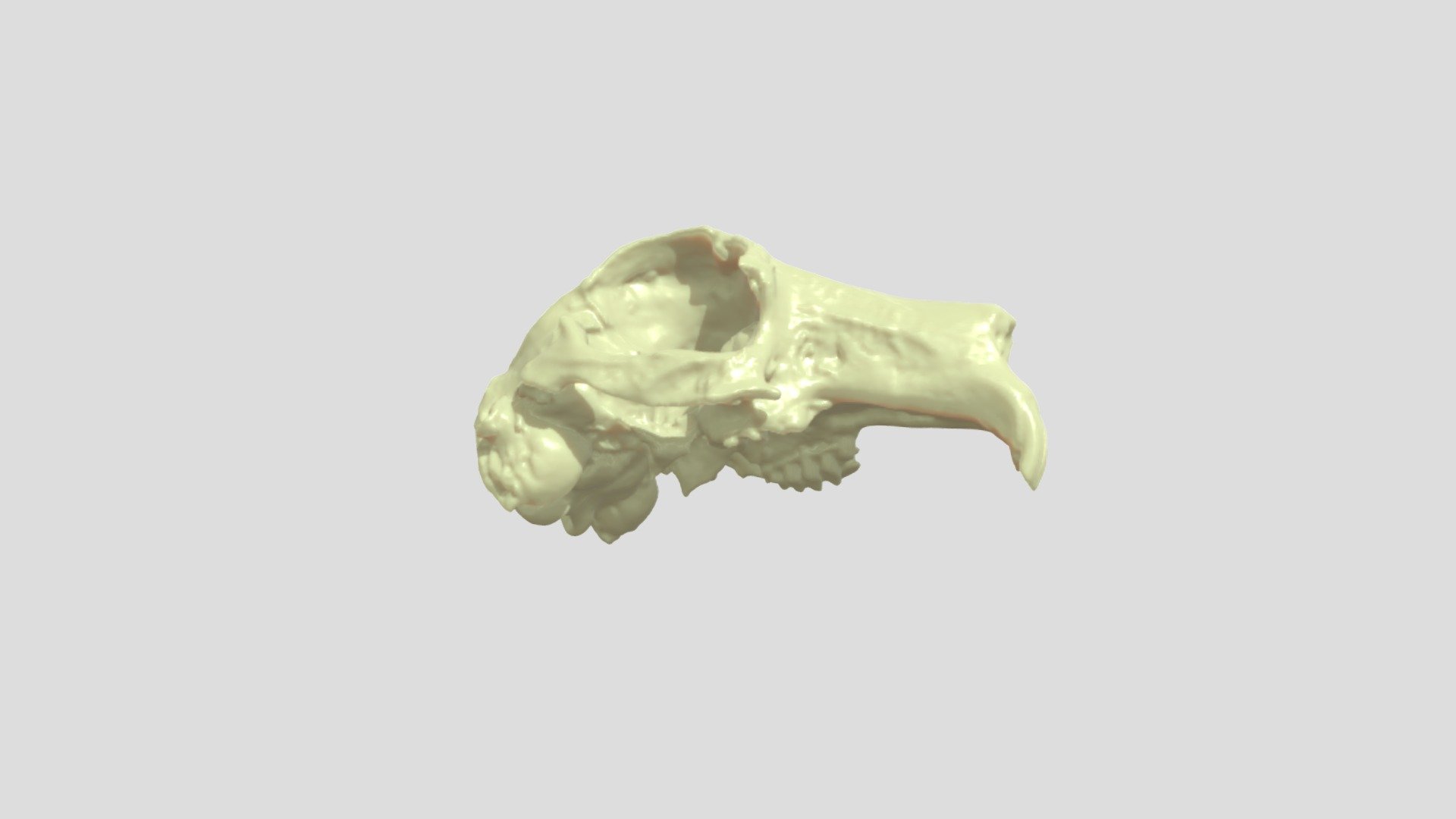 Rabbit Skull - 3D model by VetKaset [1d245bb] - Sketchfab