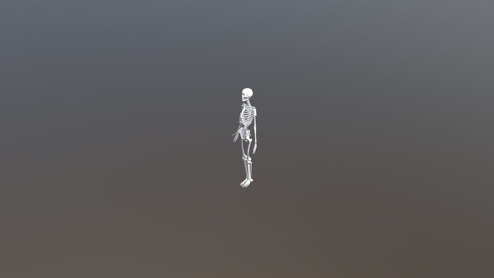 Fgc Skeleton - 3D model by dMaisInfo [1d29beb] - Sketchfab