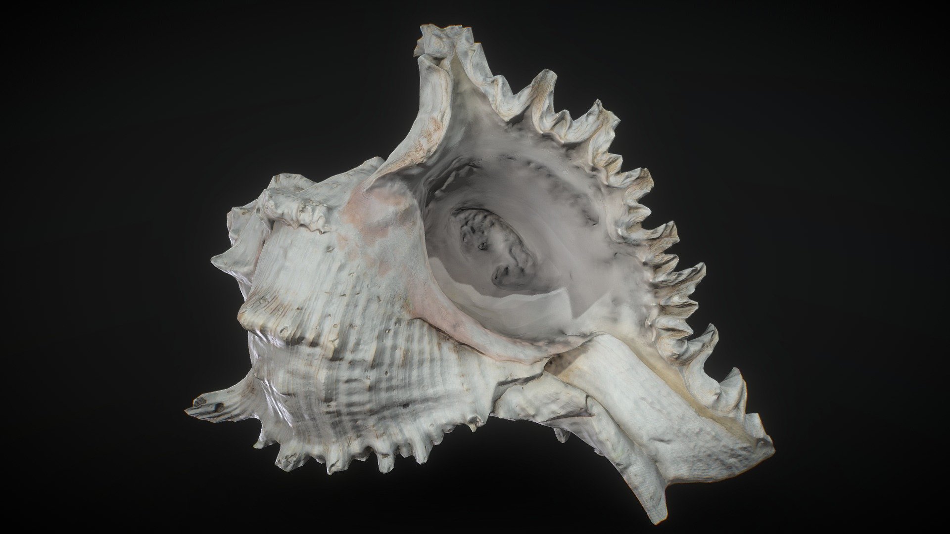 Giant Conch Shell - Download Free 3D model by ffpss [1d32f28] - Sketchfab