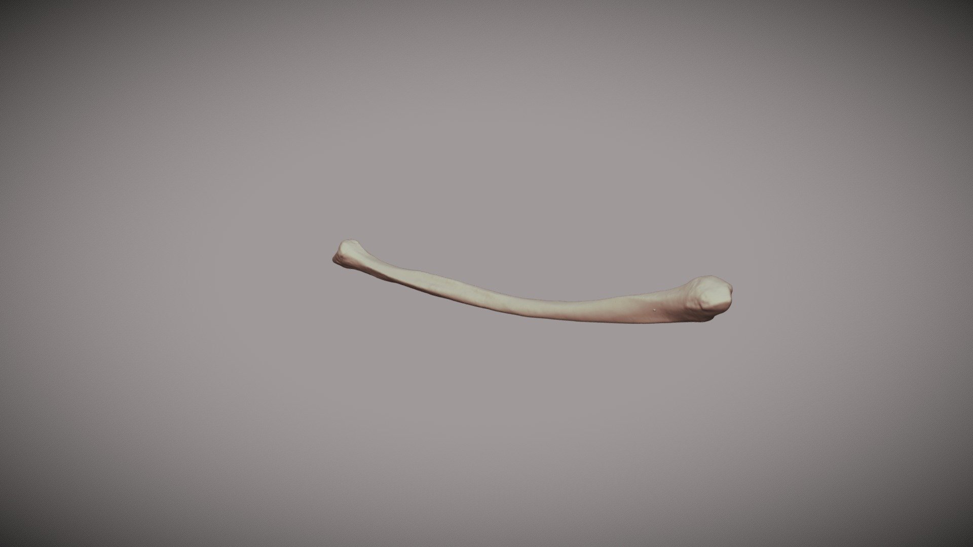 Fibula Bone - 3D model by OrJames Labs (@orjameslabs) [1d35014] - Sketchfab