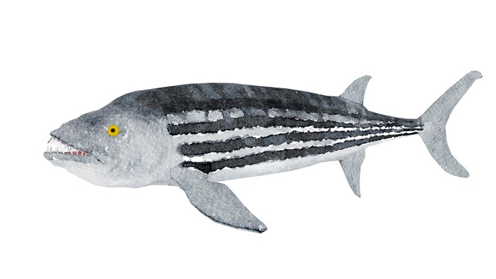 Xiphactinus 3D models - Sketchfab