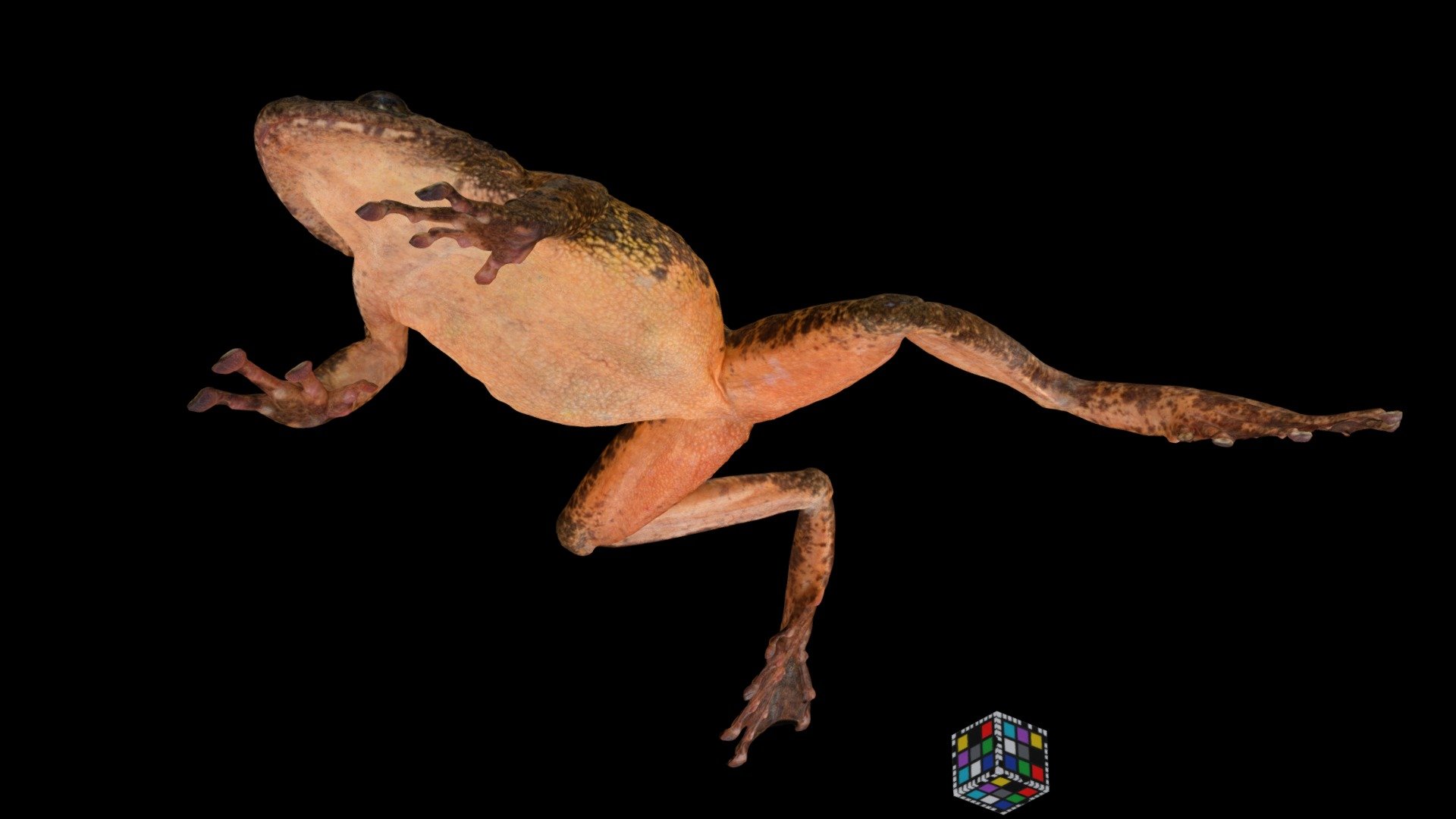 カジカガエル ♀ Kajika Frog, Buergeria buergeri - Download Free 3D model by ...