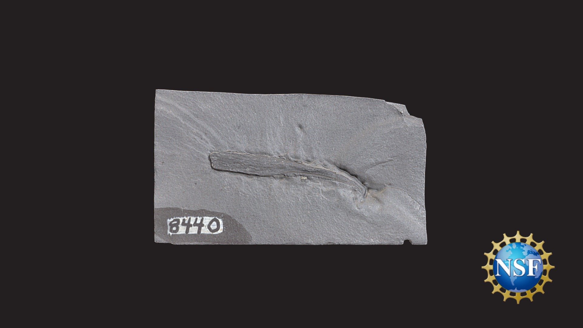 CMNH 8440 Micro Arthrodire Right Infragnathal - 3D model by Cleveland ...
