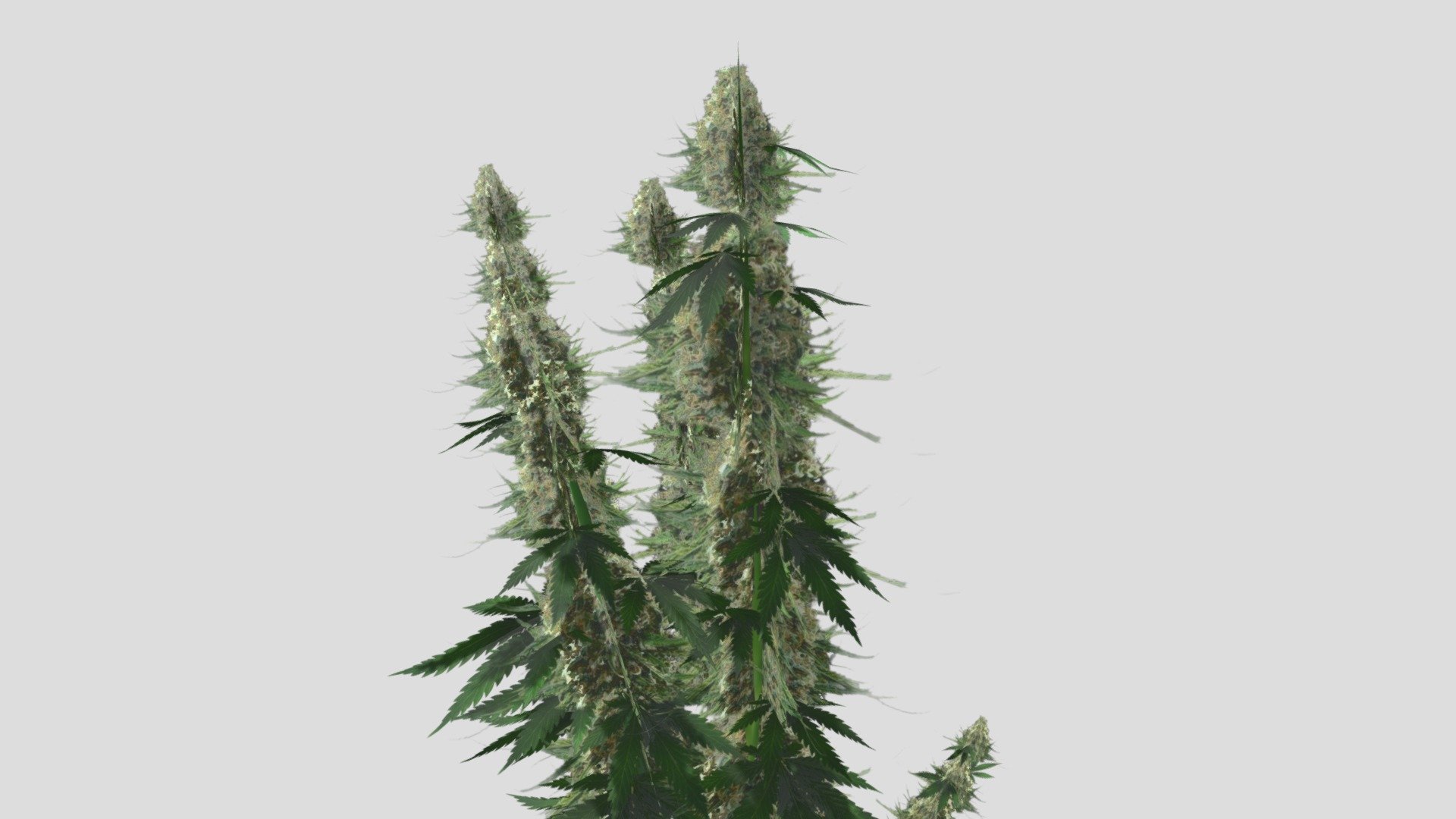 Hemp - Download Free 3D model by Dakta.Grower.Nzl [1d53309] - Sketchfab