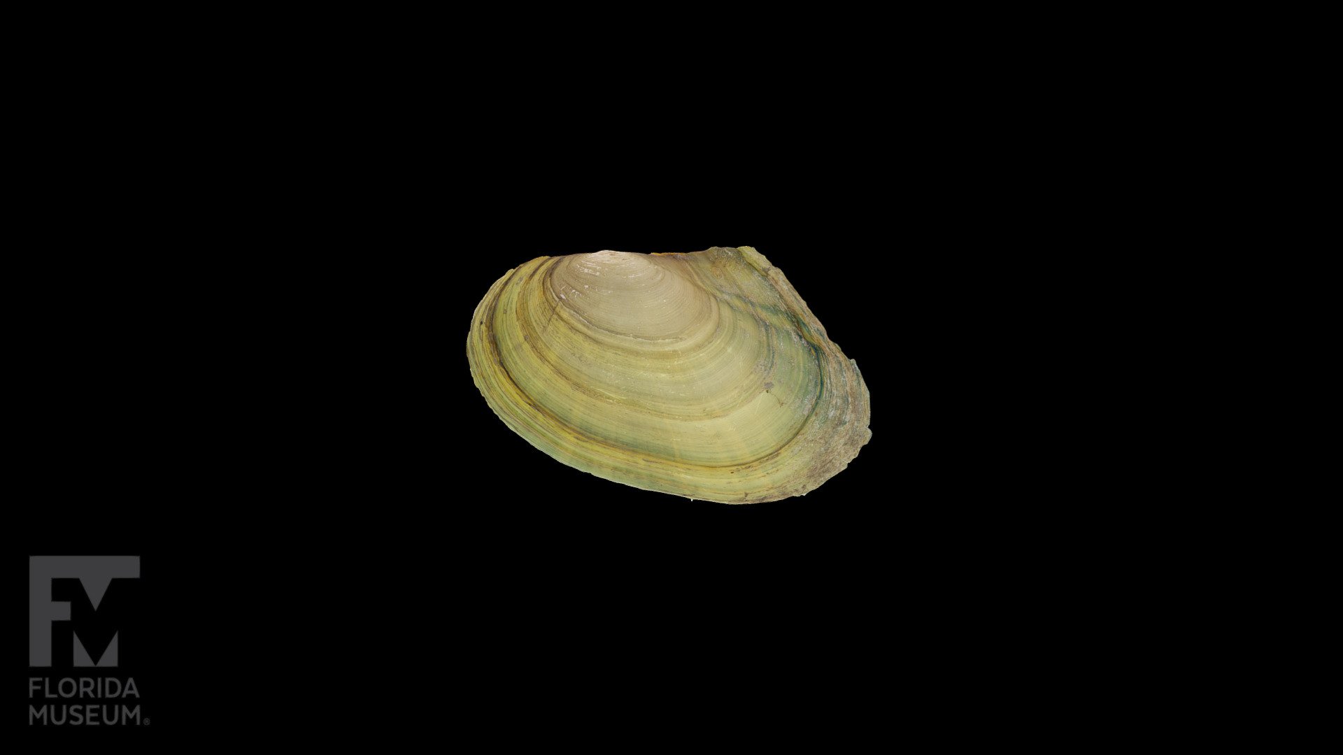 Winged floater - Anodonta nuttaliana - 3D model by FloridaMuseum ...