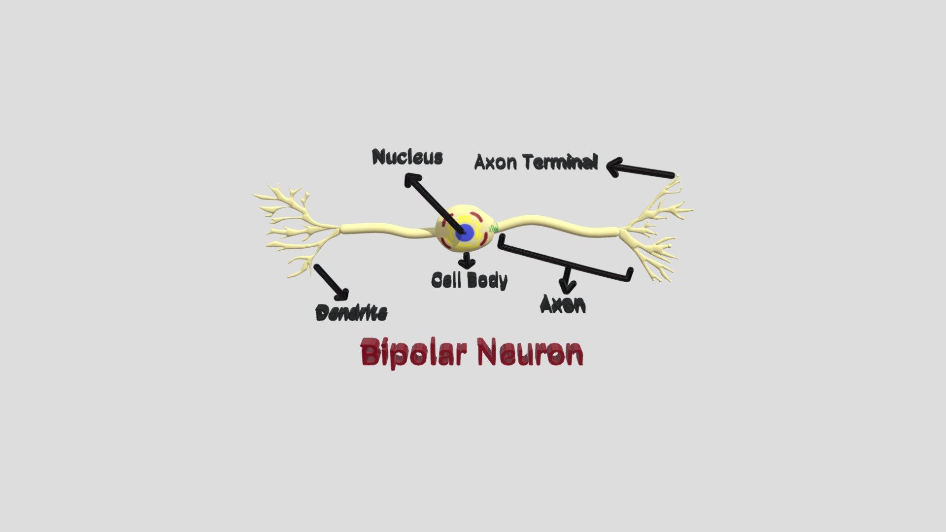 เซลล์ประสาทสองขั้ว (Bipolar Neuron) - 3D model by sitthichaikhamfu50 ...