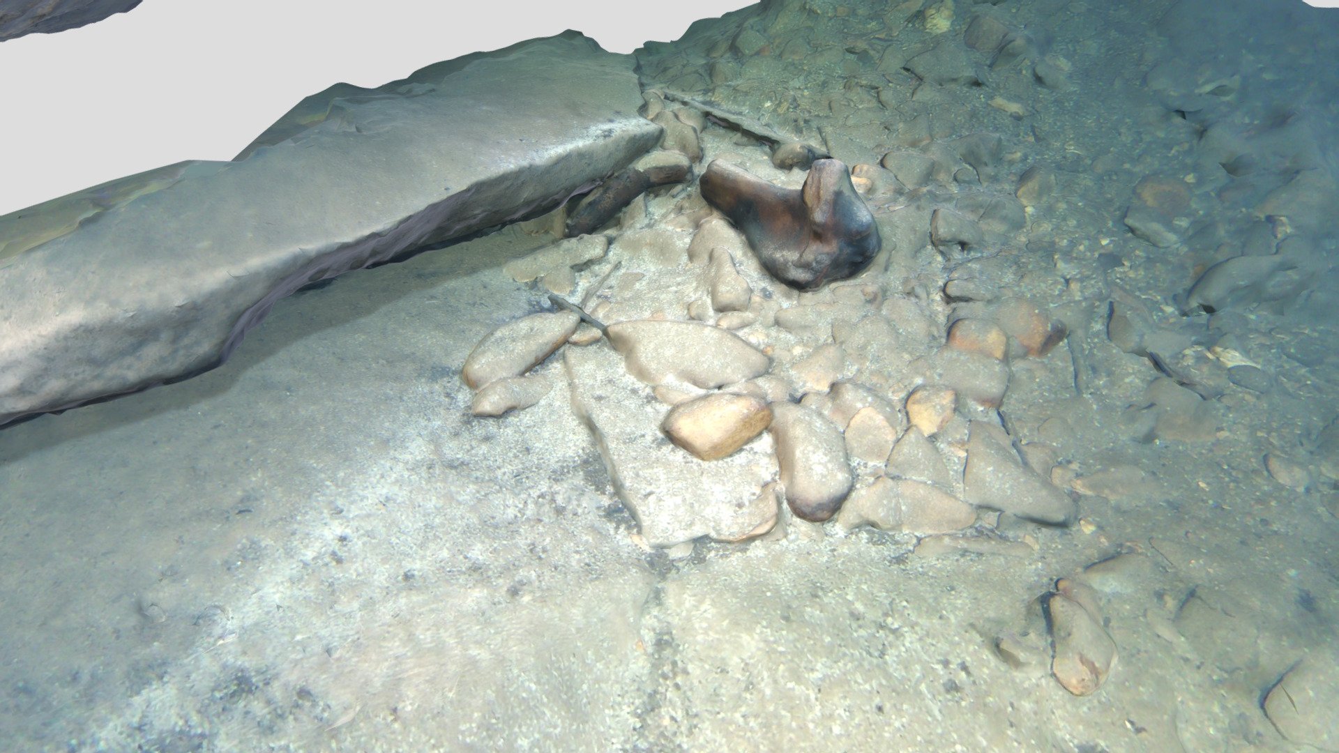 Muddy Crawl - Water Bone - 3D model by New England Explorers ...