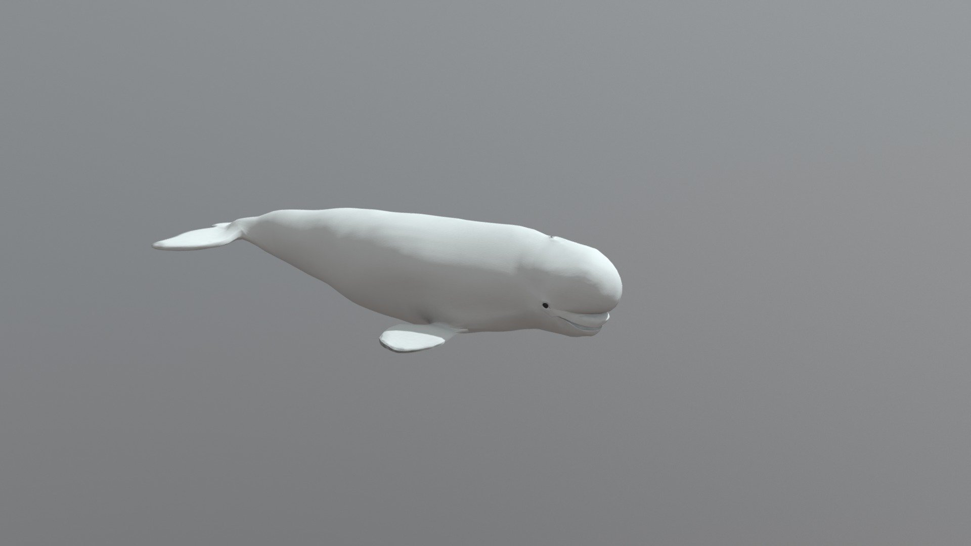 beluga - 3D model by miqha810 [1d679d8] - Sketchfab