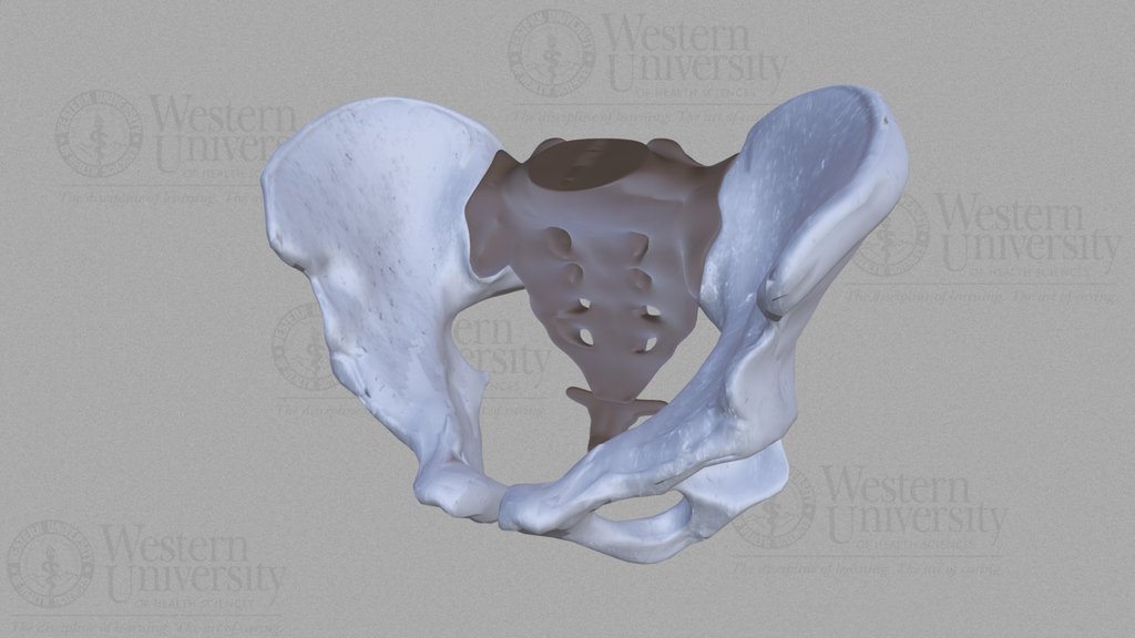 Pelvis Comparison Project - A 3D model collection by Maquisapa - Sketchfab
