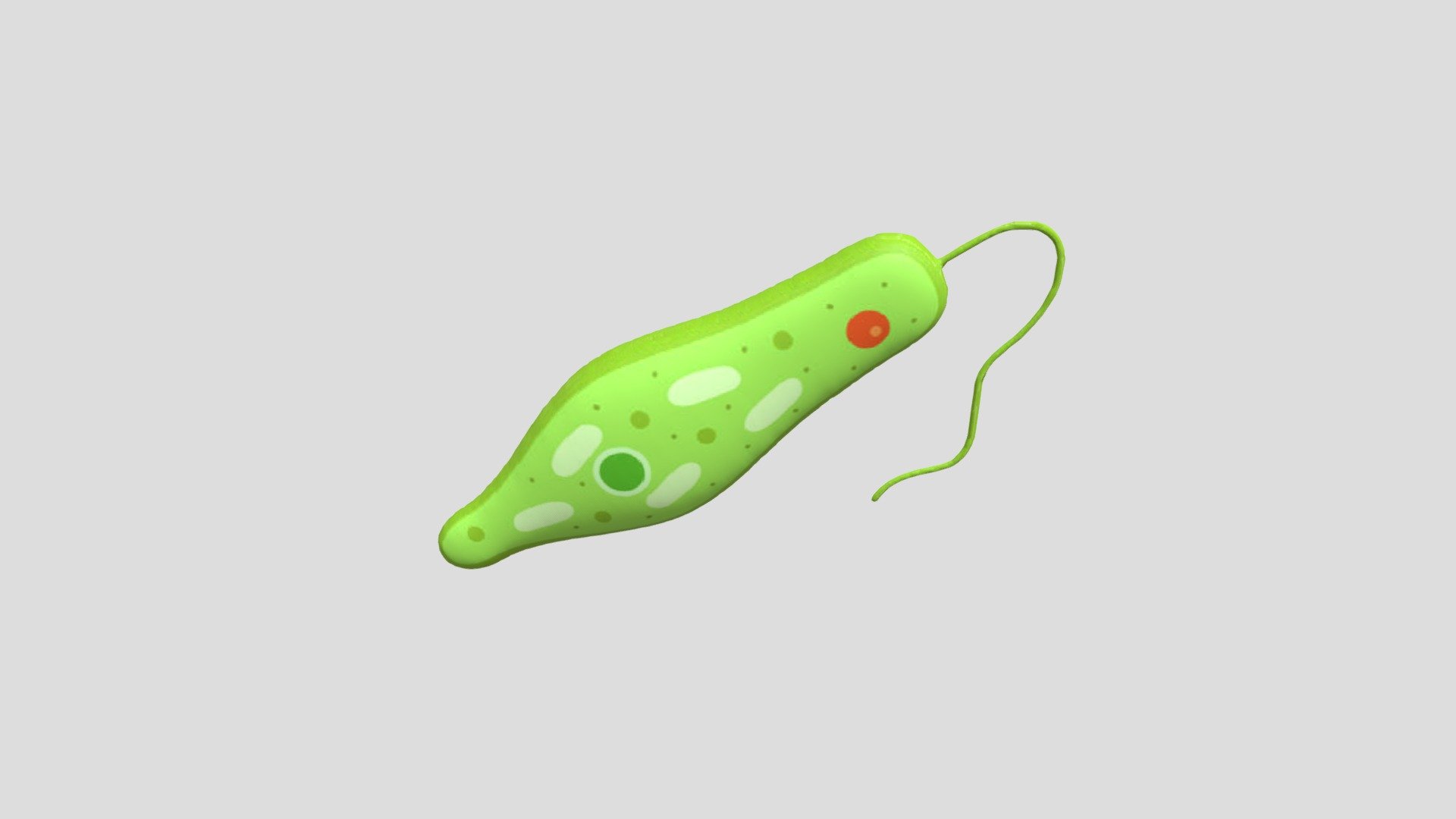 Euglena, Protista Eukariotik - 3D model by faridfadillah12 [1d732af ...