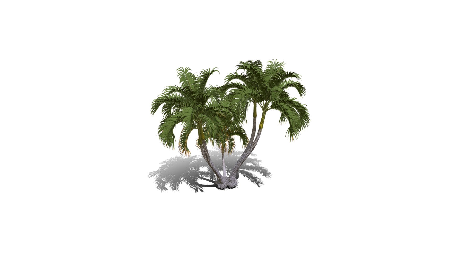 Realistic HD Christmas palm (33/35) - Download Free 3D model by ...