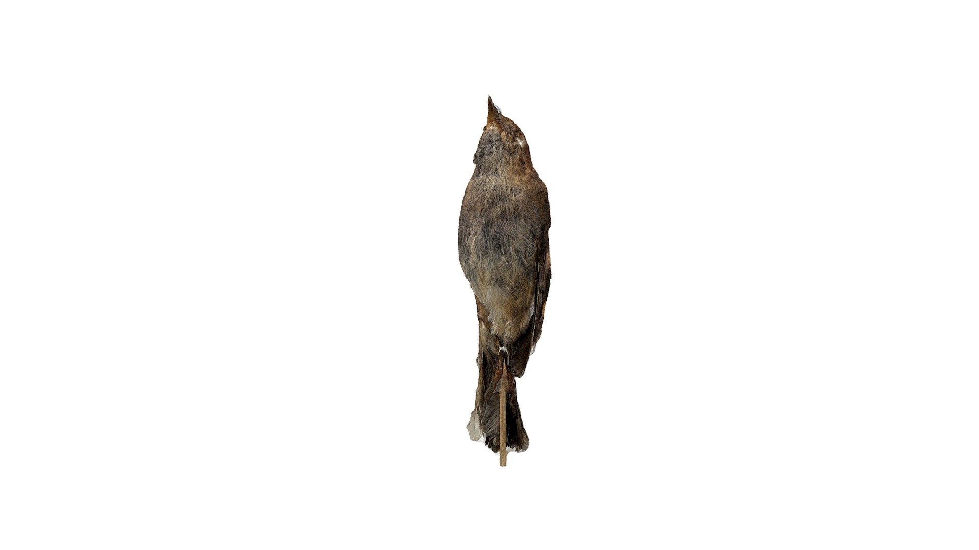 Study Skin- pink robin, female ♀ - 3D model by Queen Victoria Museum ...