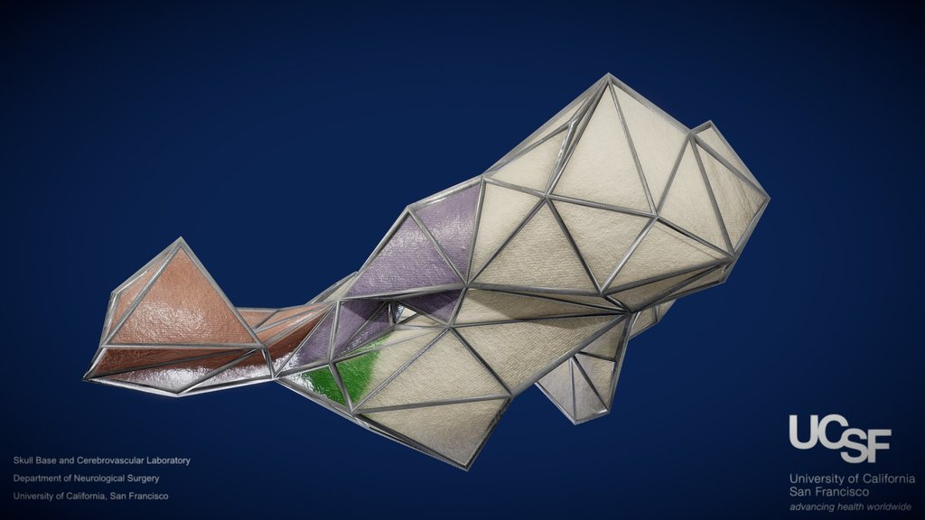 SBCVL - Downloadable - A 3D model collection by SBCVL_UCSF - Sketchfab