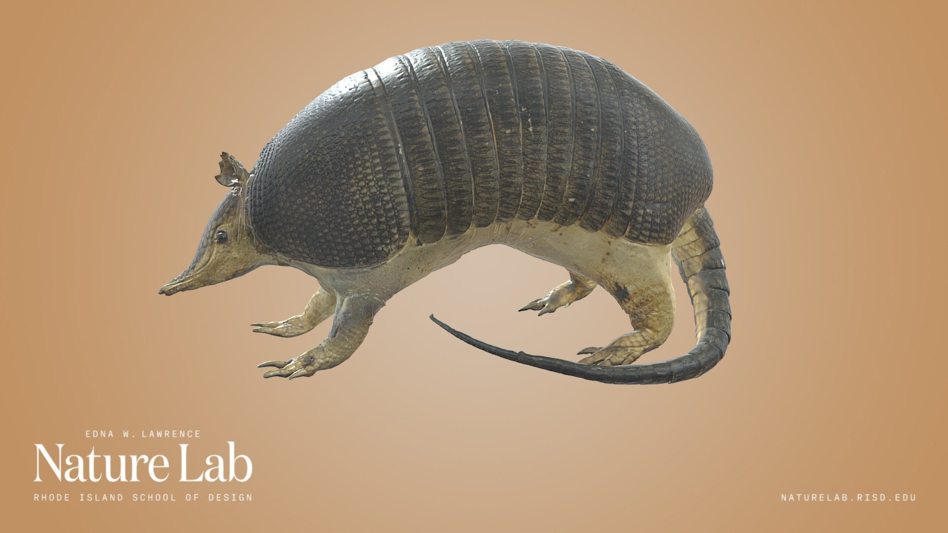 Armadillo - Download Free 3D model by RISD Nature Lab (@RISDNaturelab) [1d86c64] - Sketchfab