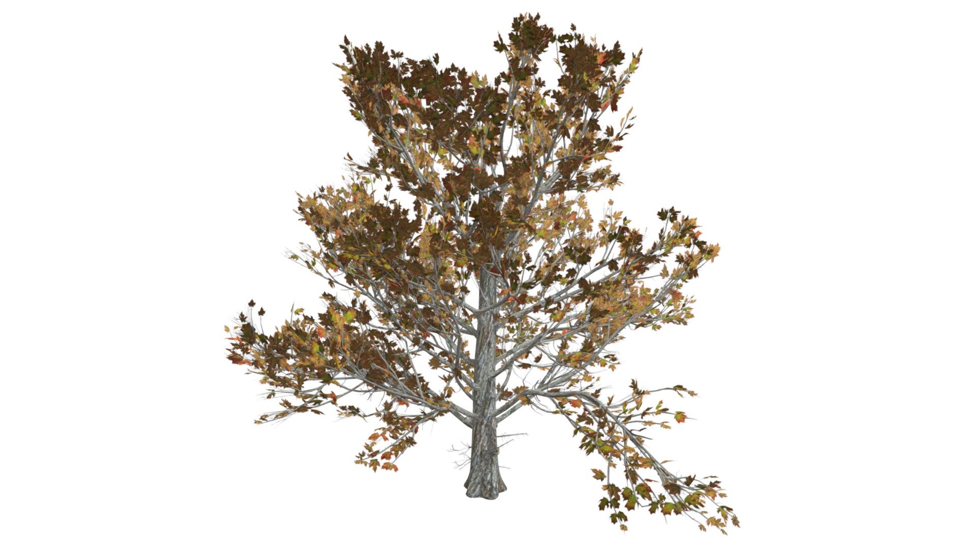 Sugar Maple Tree (Fall) #06 - Buy Royalty Free 3D model by meshshape ...