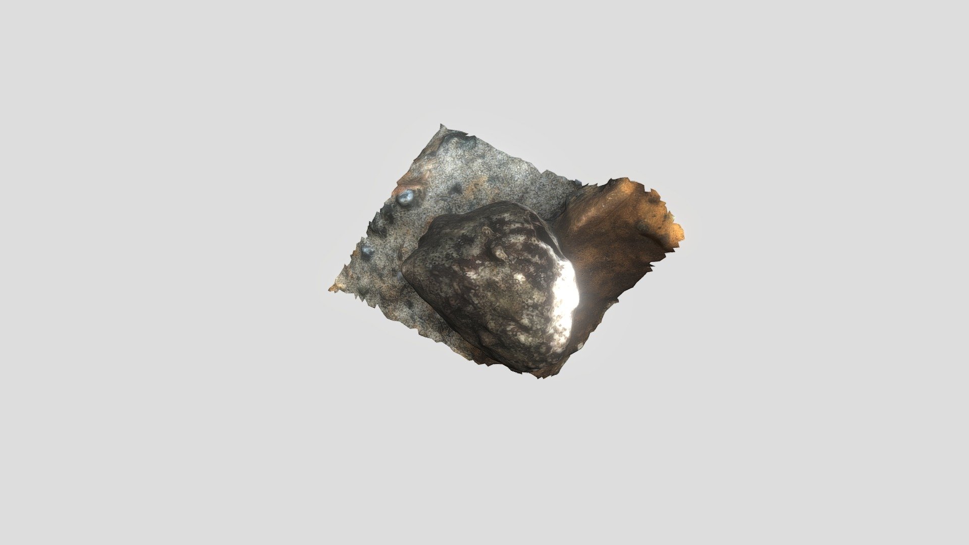 Shell - 3D model by adamosav [1d884d6] - Sketchfab