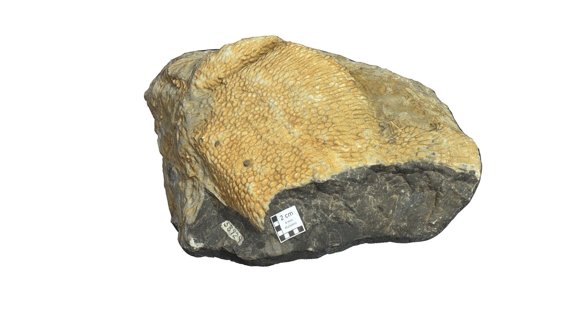 UTas_KEA208_53929 - 3D model by AusGeol.org (@AusGeol) [1d888f6 ...