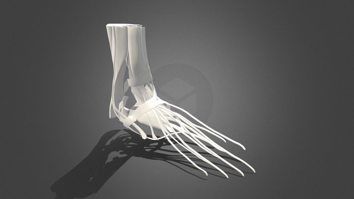 Foot-muscle-structure 3D models - Sketchfab