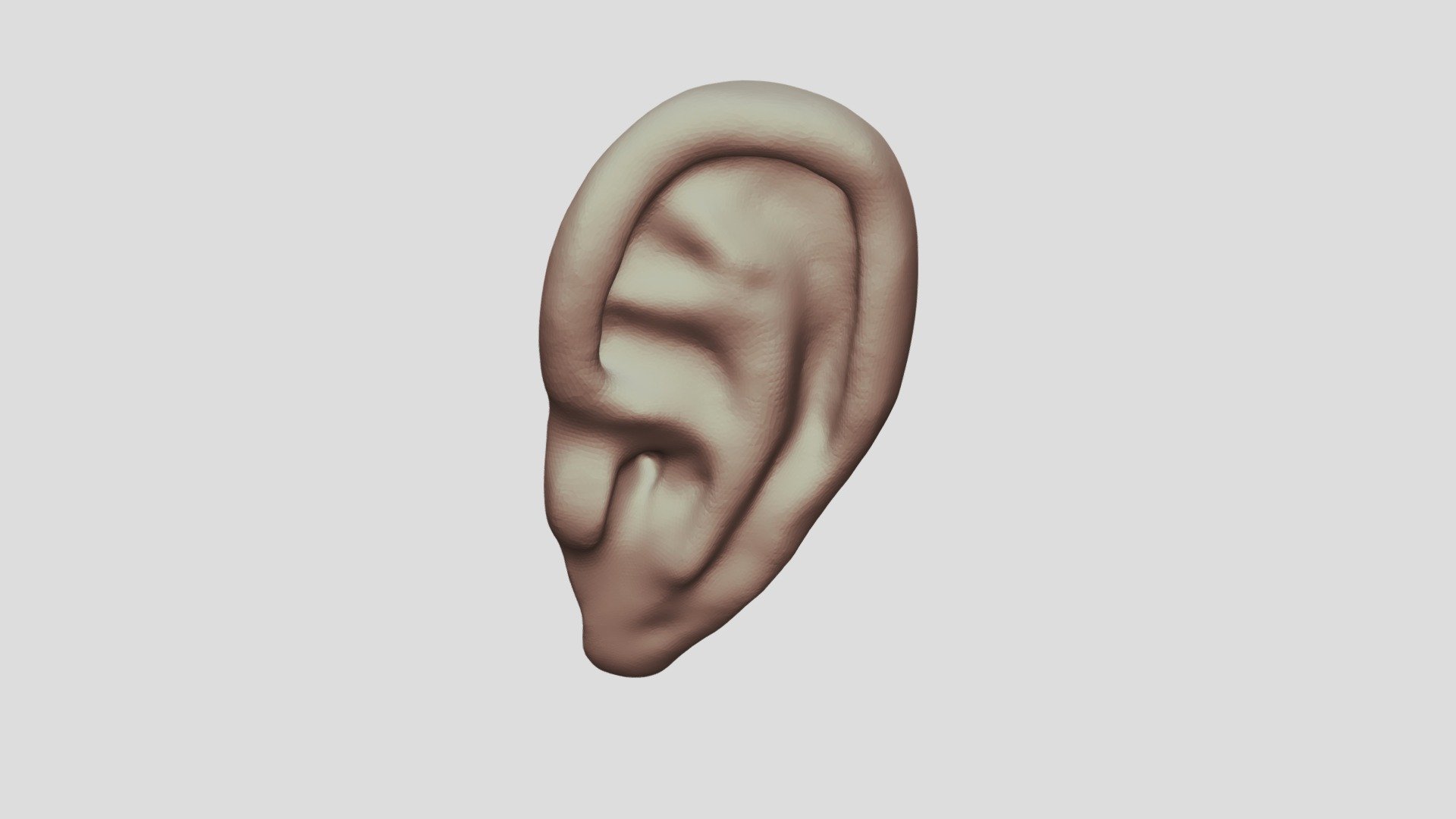 Human Ear - Download Free 3D model by Vikrama Raghuraman (@vikrama1998 ...