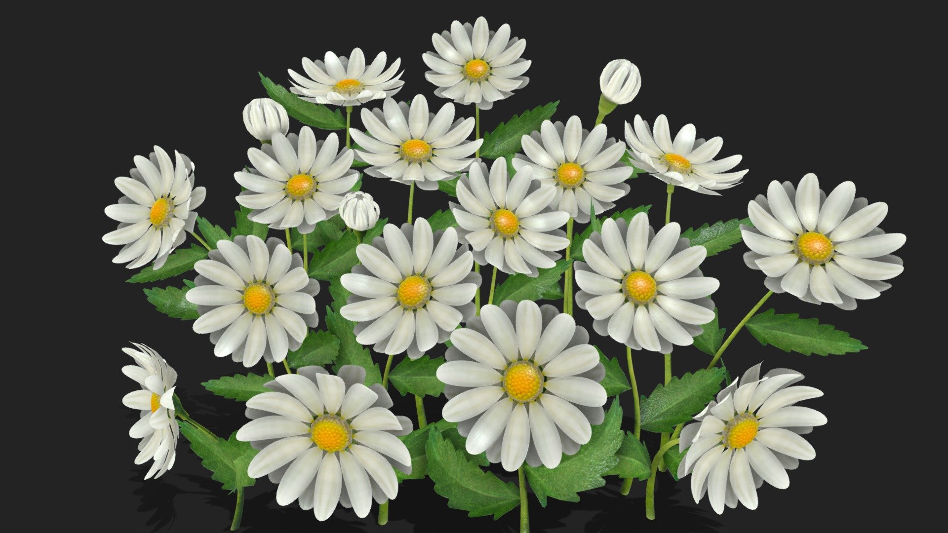 daisy flower - Buy Royalty Free 3D model by ostrich (@gohean33 ...