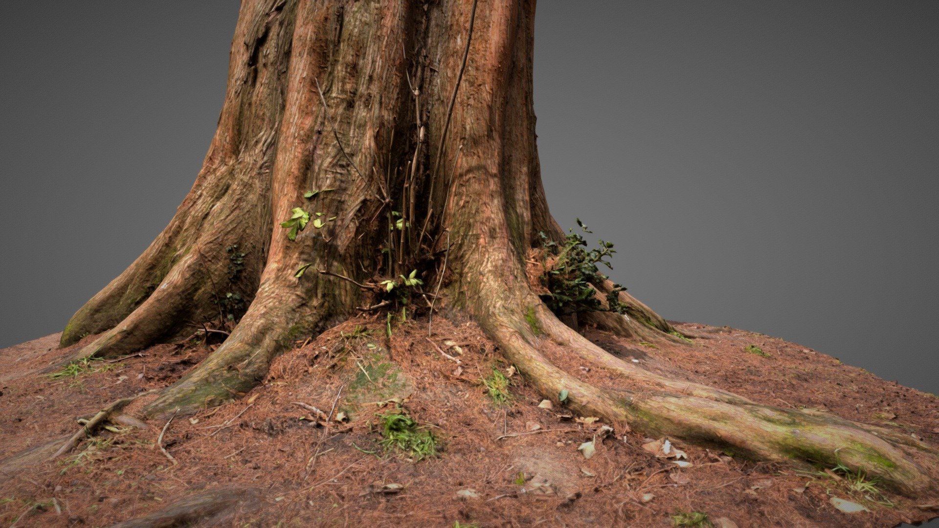 High Quality Dawn Red Wood Tree Scan - Buy Royalty Free 3D model by ...