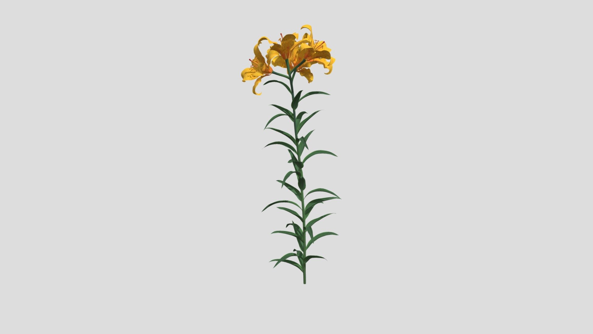 Lilium 33 AM214 Archmodel - Buy Royalty Free 3D model by Evermotion ...