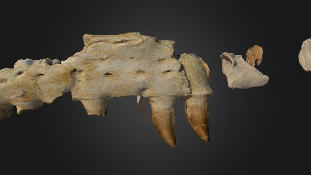 Prognathodon 3D models - Sketchfab